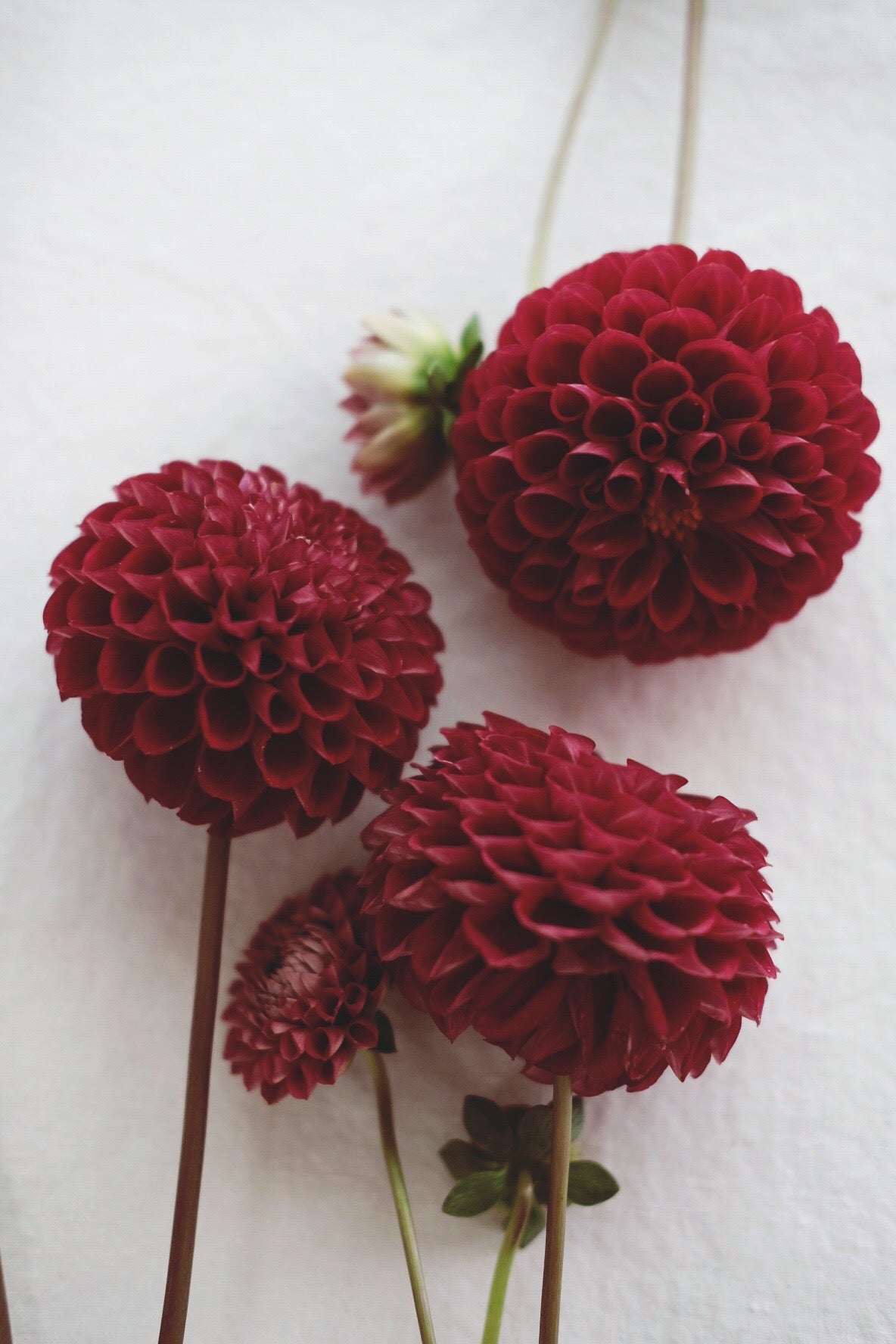 RESERVE for Tiffany + Sprout + The Ruby Dahlia Society Membership & cu ...